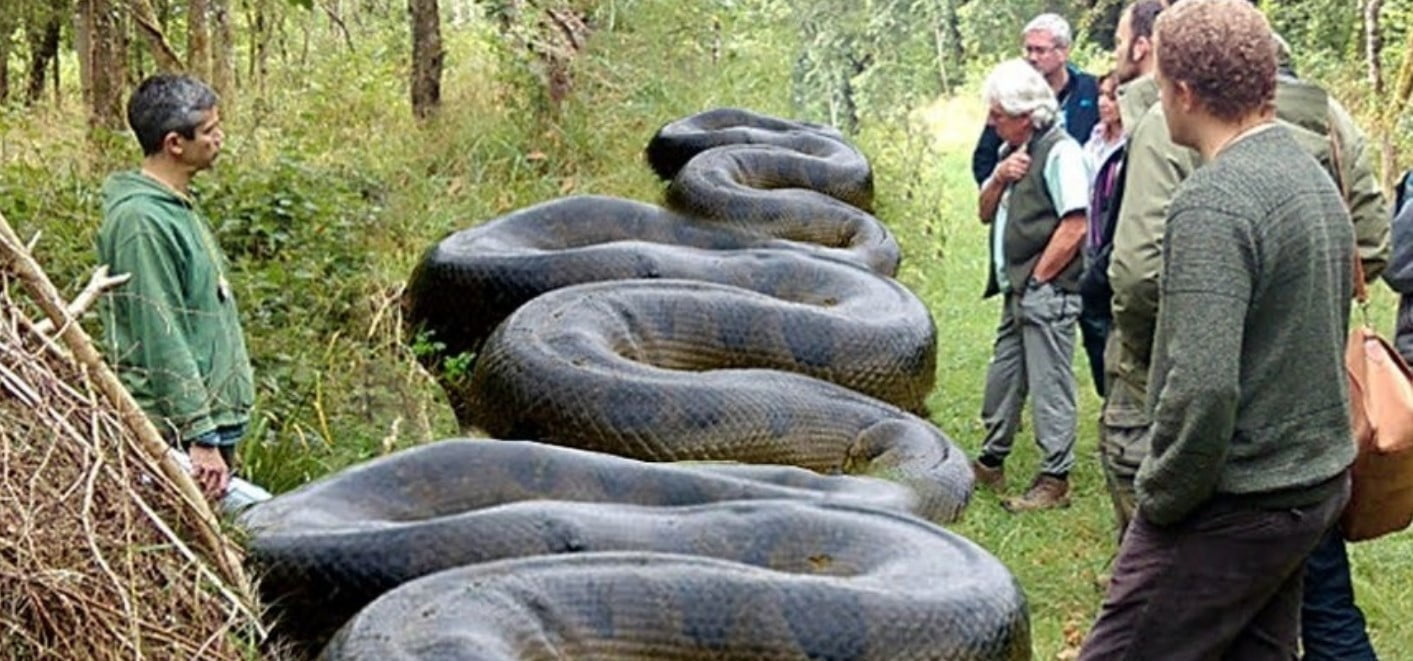 Such A Beast! A Hiker In South Carolina Came Upon A Large Snake Along A ...